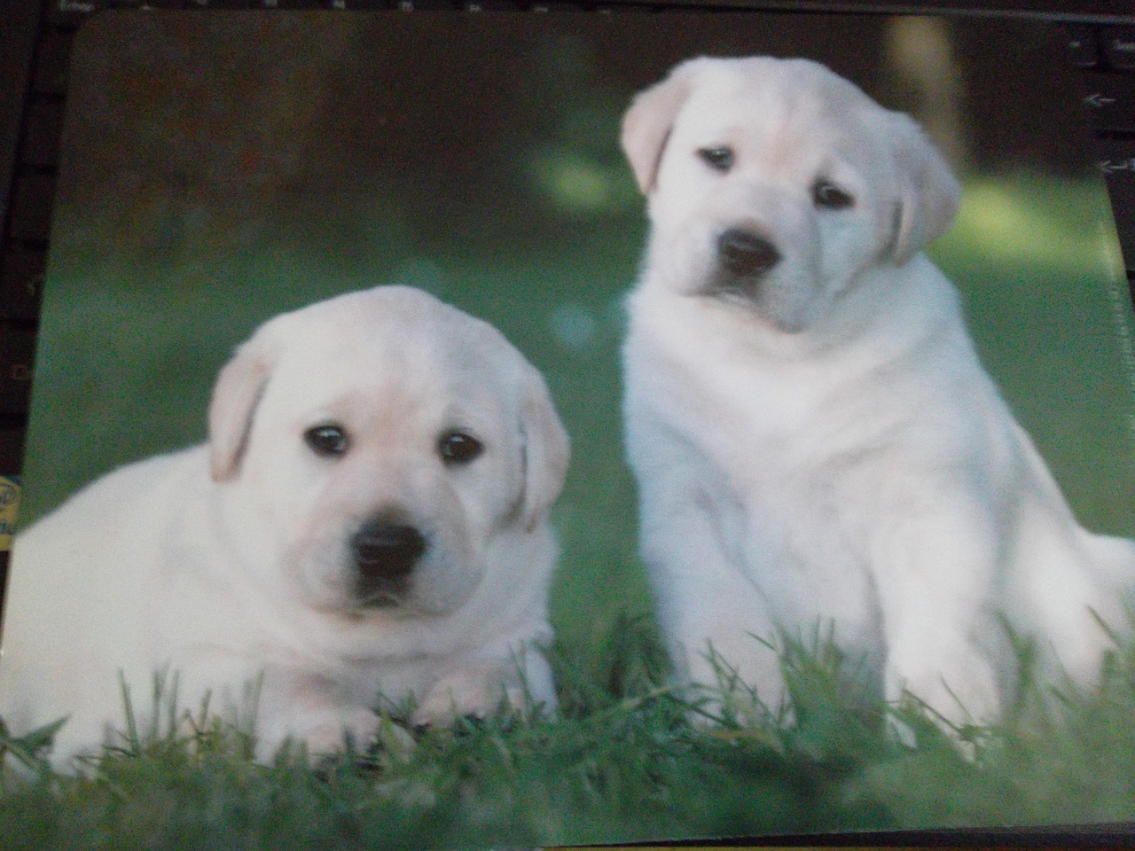 Adorables Chiots De Labrador Télécharger Fonds D'écran