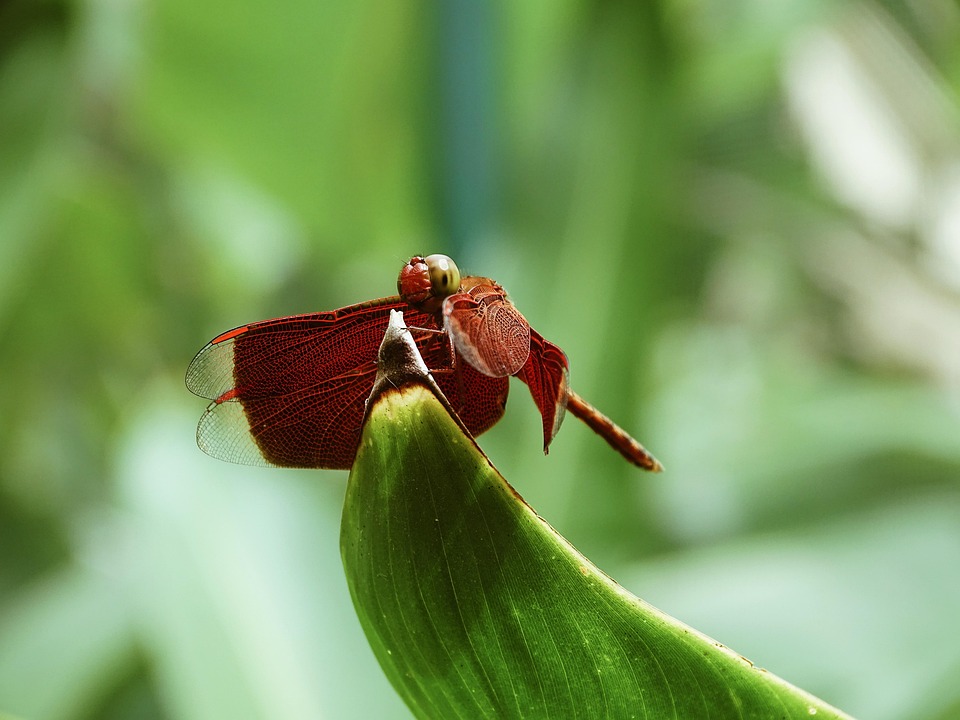 Dragon-Fly Philippines Islands - Free photo on Pixabay - Pixabay