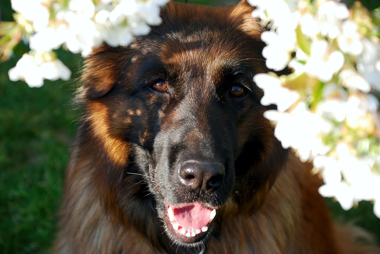 1,000+ Free German Shepherd & Dog Images - Pixabay