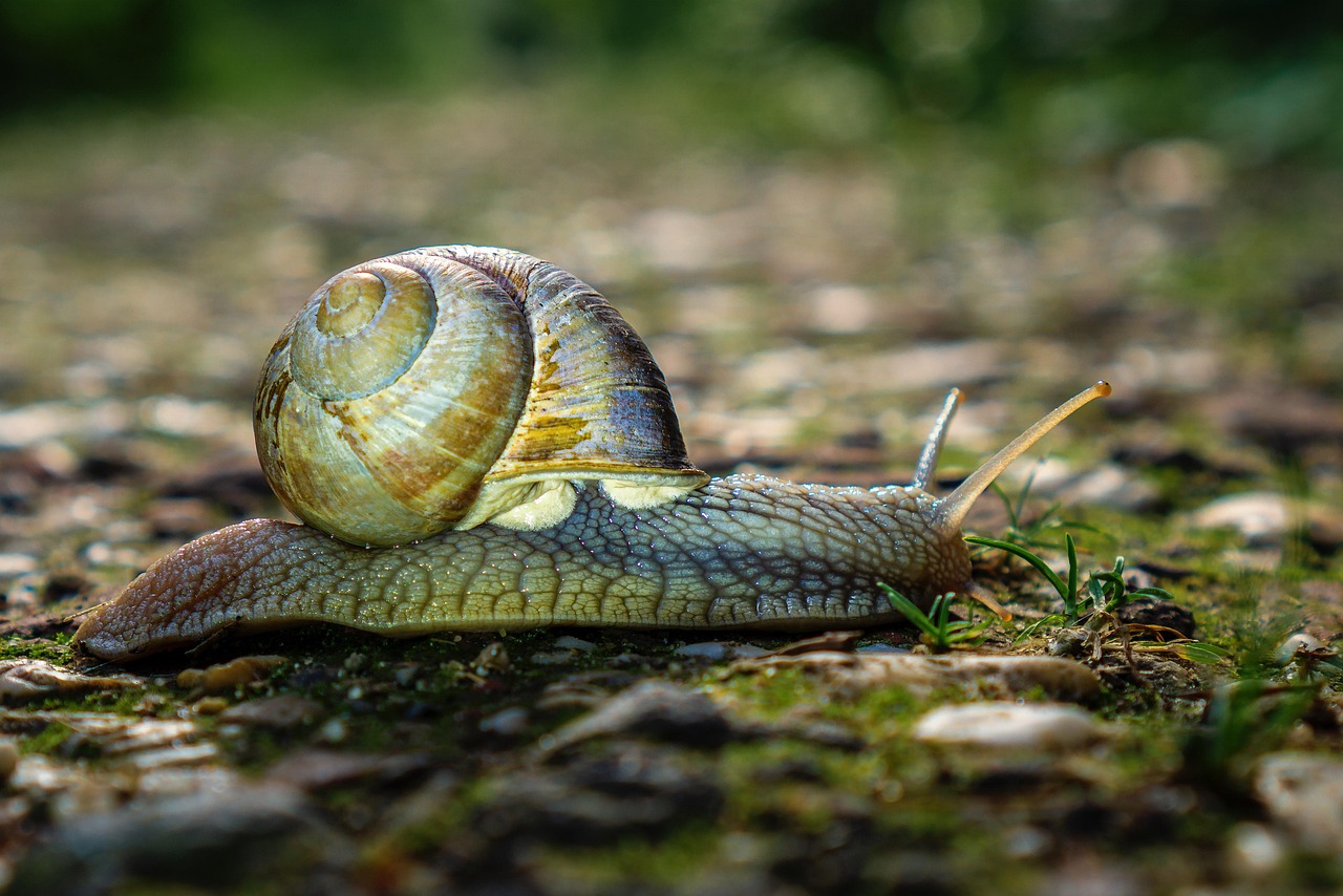 Hayvanlar Salyangoz Kabuk - Pixabay'de ücretsiz fotoğraf - Pixabay