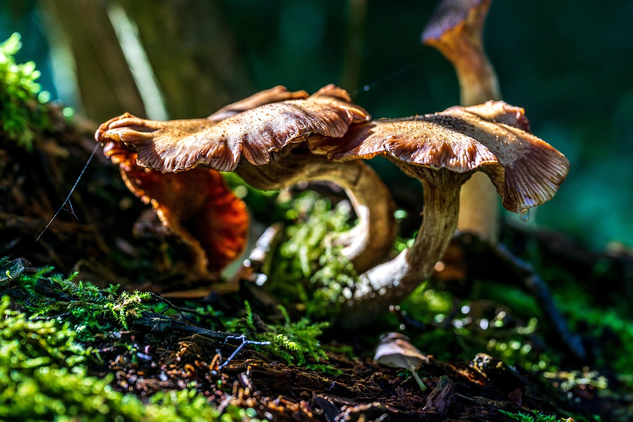 Champignon Forêt Champignons La - Photo gratuite sur Pixabay - Pixabay