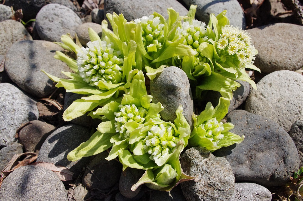 Butterbur Sprouts Spring - Free photo on Pixabay - Pixabay