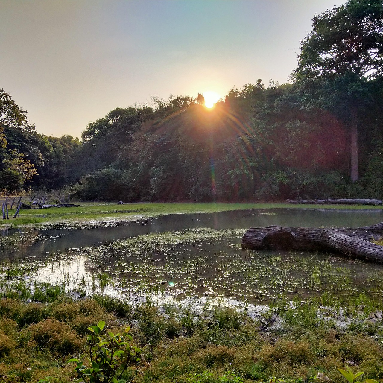 Nature Swamp - Free photo on Pixabay