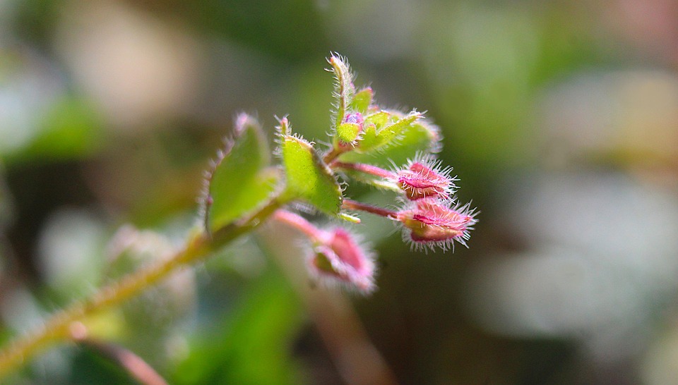 Nature Plants Macro Photography - Free photo on Pixabay