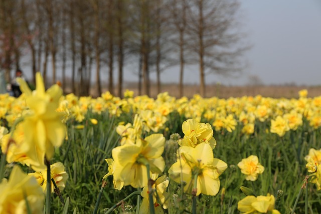 Cole Flowers Ext - Free photo on Pixabay - Pixabay
