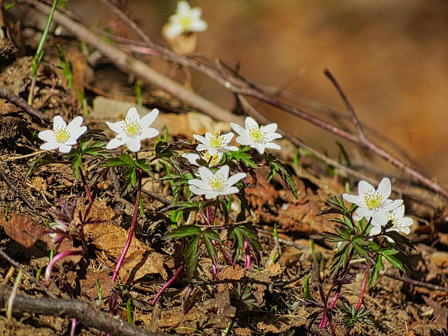 Spring Flowering Botany - Free photo on Pixabay