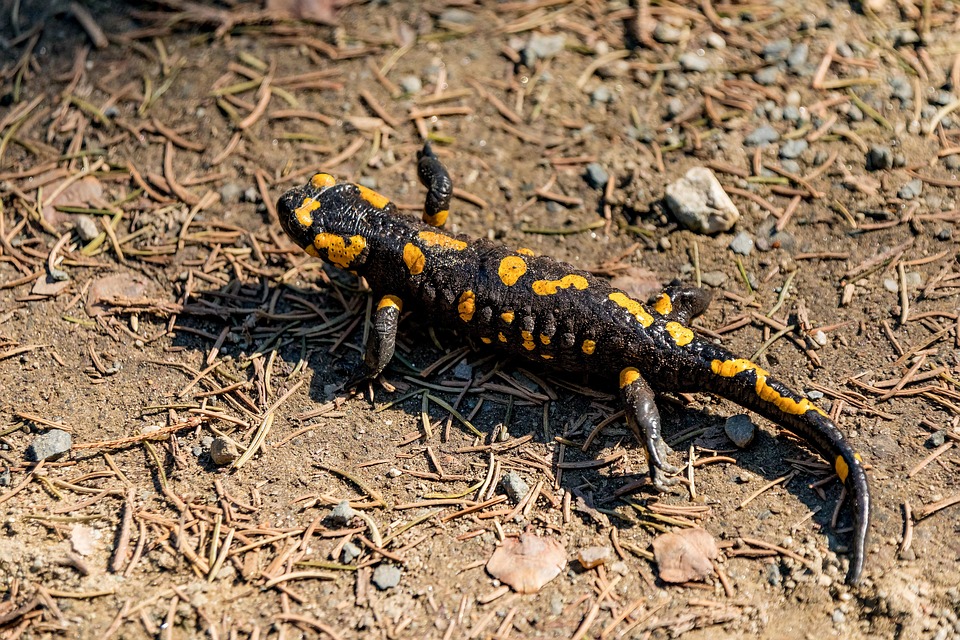 Fire Salamander Lizard Spring - Free photo on Pixabay