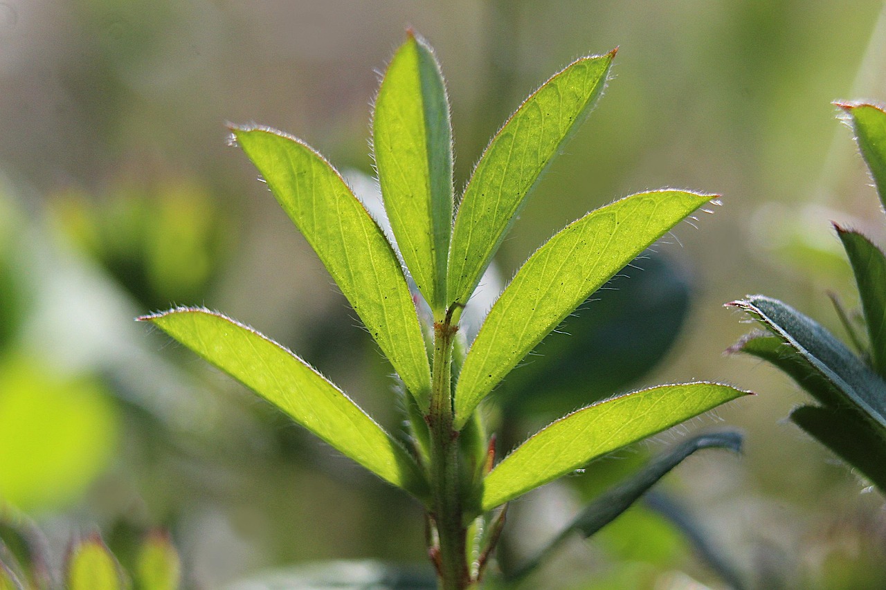 Nature Plants Macro Photography - Free photo on Pixabay