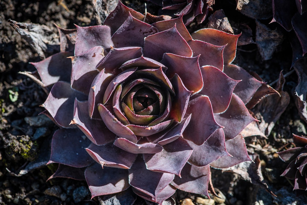 Plant Nature Rock Garden Close - Free photo on Pixabay - Pixabay
