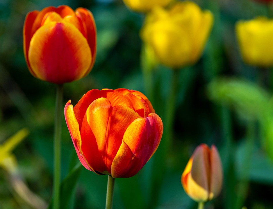 Tulip Bunga Taman Musim - Foto gratis di Pixabay - Pixabay