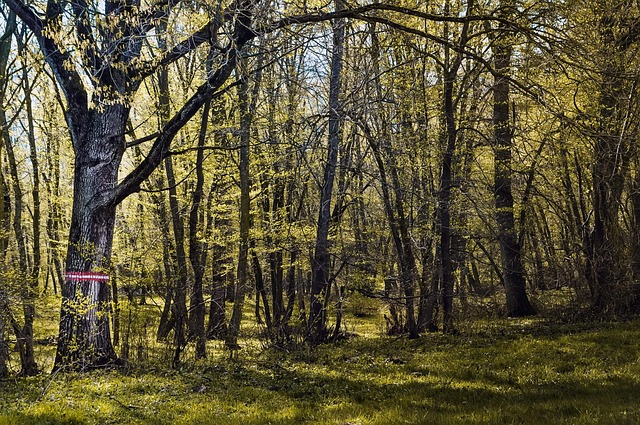 Floresta Primavera - Foto gratuita no Pixabay - Pixabay