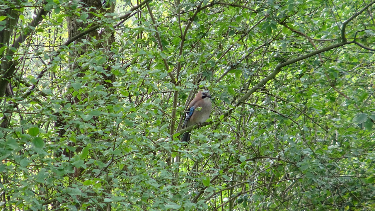 Jay Bird Trees - Free photo on Pixabay - Pixabay