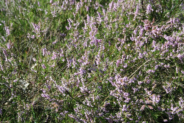 Kanerva Pensas - Ilmainen valokuva Pixabayssa - Pixabay