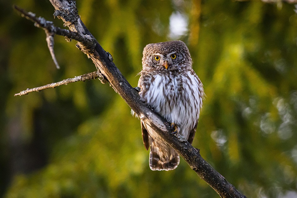 Eurasian Pygmy Owl Glaucidium - Free photo on Pixabay - Pixabay