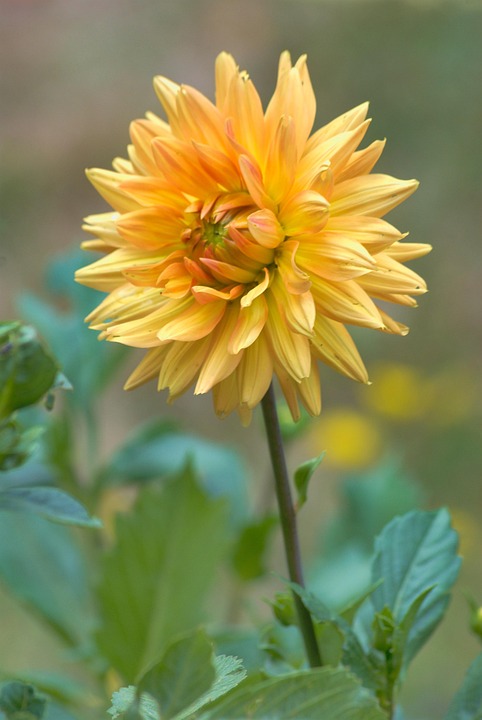 Dalia Dahlia Flor - Foto gratis en Pixabay - Pixabay