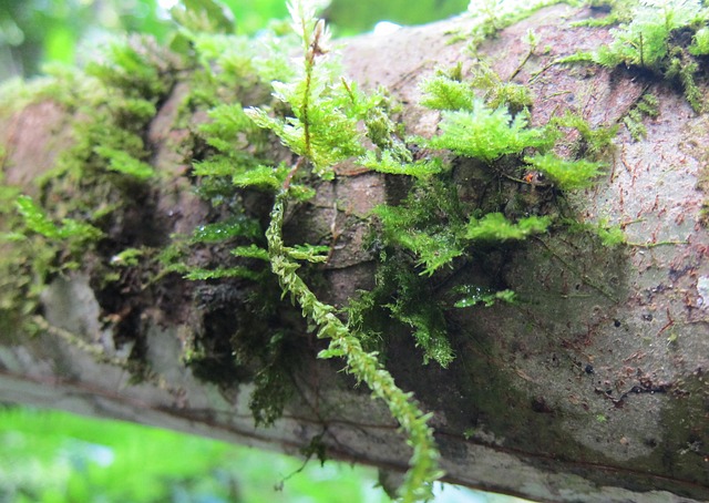 Feather Moss Mousse Arbre - Photo gratuite sur Pixabay - Pixabay