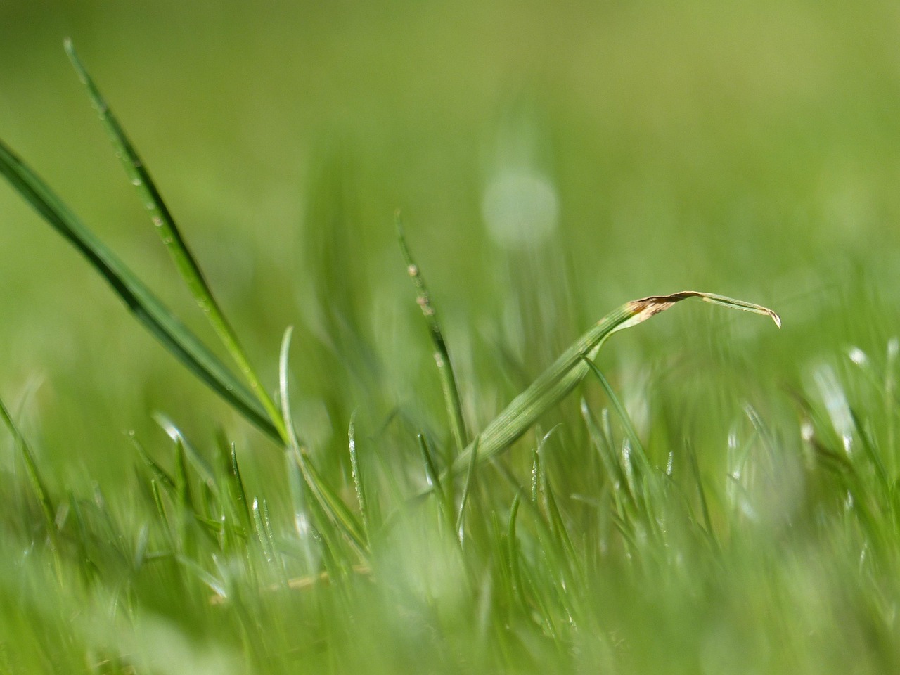 Gras Wiese Grashalm - Kostenloses Foto auf Pixabay - Pixabay