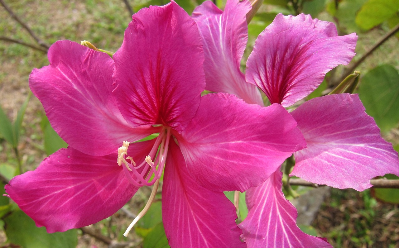 Bauhinia Blakeana Flower Bloom - Free photo on Pixabay - Pixabay