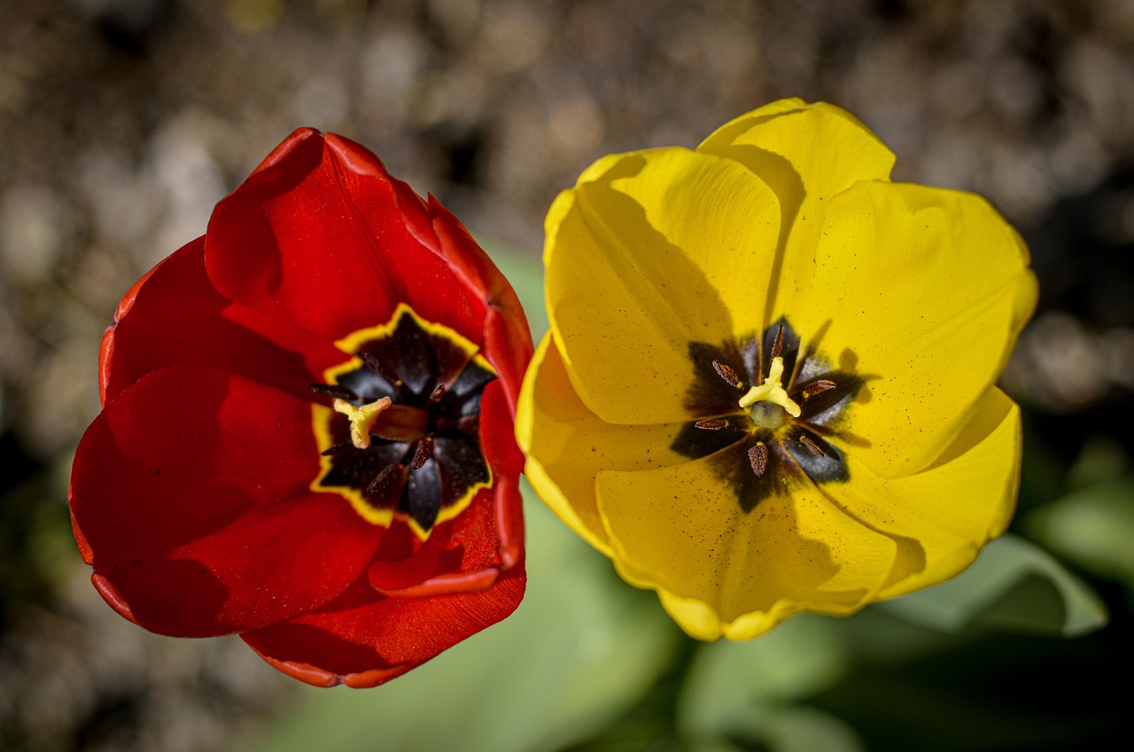 Tulips Bi-Color Garden - Free photo on Pixabay