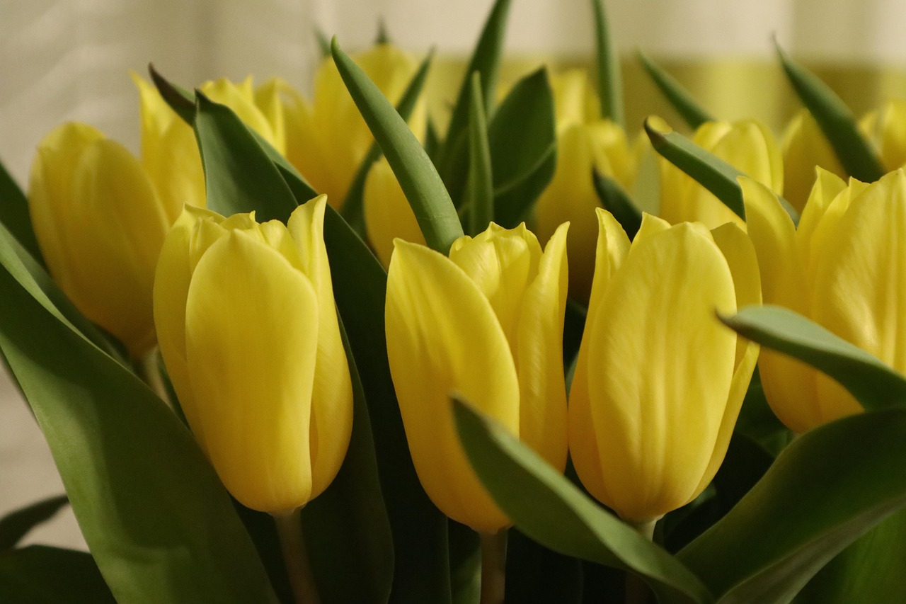 Tulips Flowers Yellow - Free photo on Pixabay - Pixabay