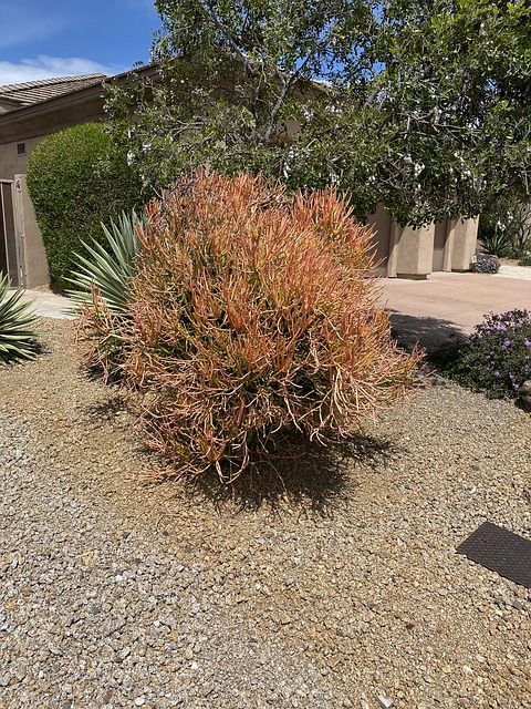 Arizona Bush Buisson Rouge - Photo gratuite sur Pixabay - Pixabay