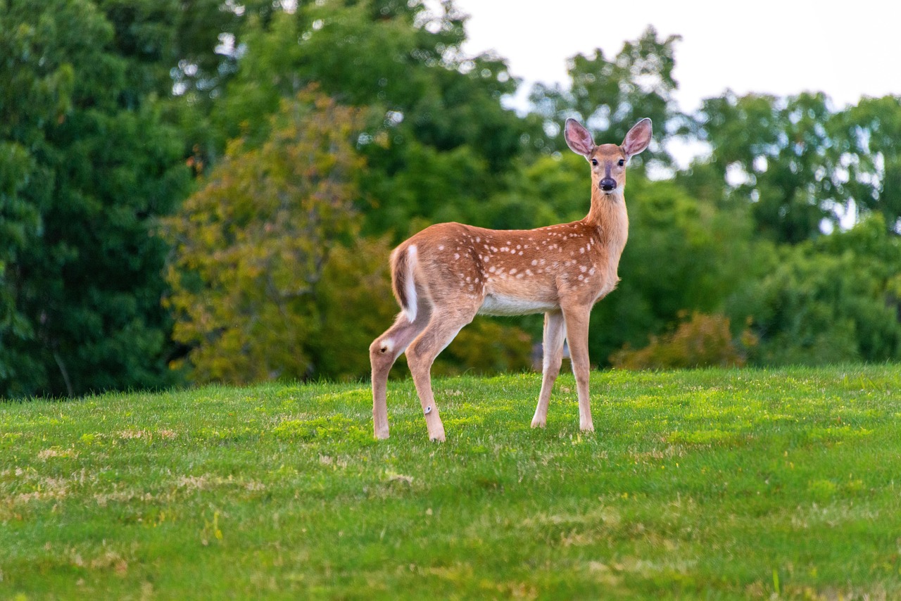 Fawn Deer Forest - Free photo on Pixabay - Pixabay