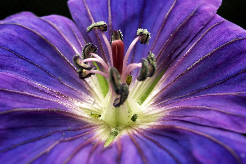 Flower Petal Stem - Free photo on Pixabay - Pixabay