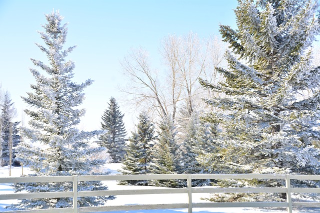 Alberta Winter Trees - Free photo on Pixabay