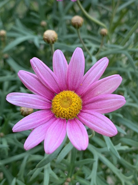Flor Plantas Primavera - Foto gratuita no Pixabay - Pixabay