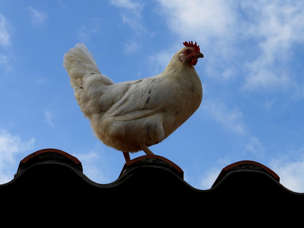 Animal Poultry Chicken - Free photo on Pixabay - Pixabay