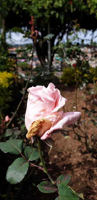 Bunga Mawar Di Taman - Foto gratis di Pixabay - Pixabay