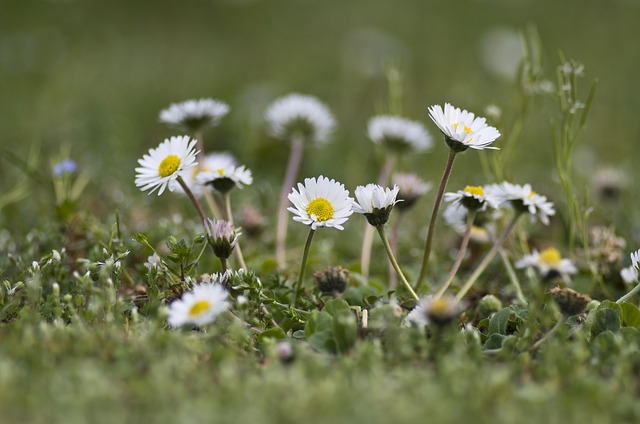 Bunga Aster Padang Rumput Kebun - Foto gratis di Pixabay - Pixabay
