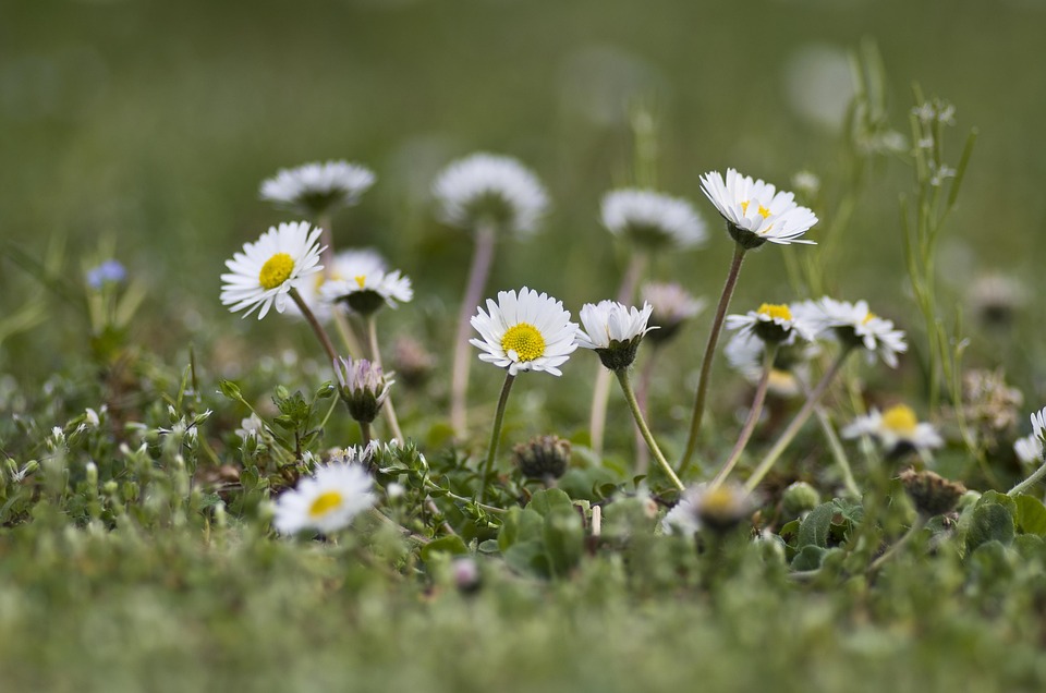 Bunga Aster Padang Rumput Kebun - Foto gratis di Pixabay - Pixabay