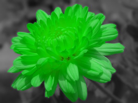 10+ Free Radium & Flower Images - Pixabay