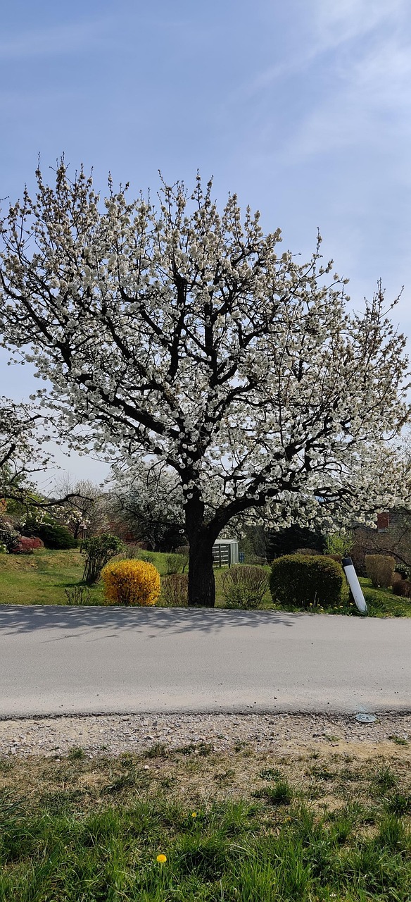Natur Frühling - Kostenloses Foto auf Pixabay - Pixabay