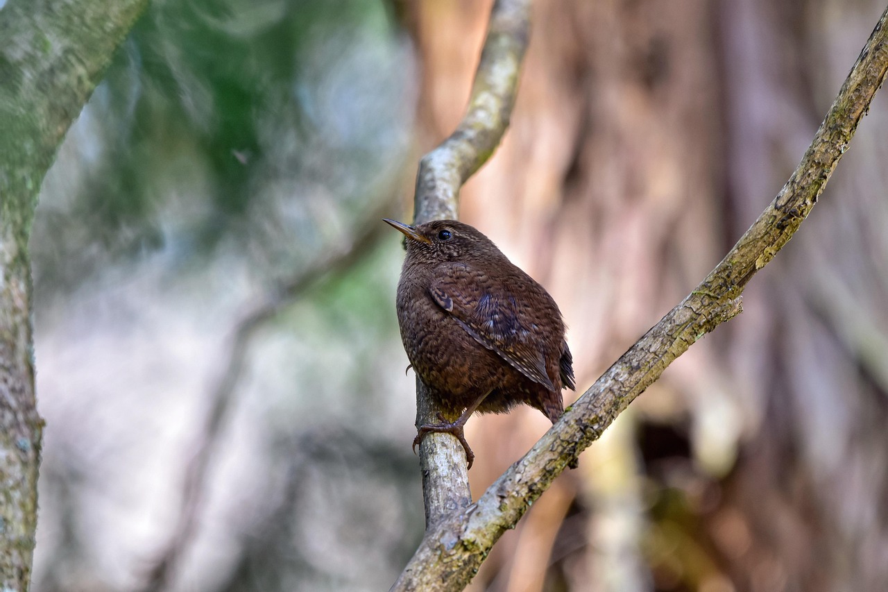 Animal Floresta Madeira - Foto gratuita no Pixabay - Pixabay