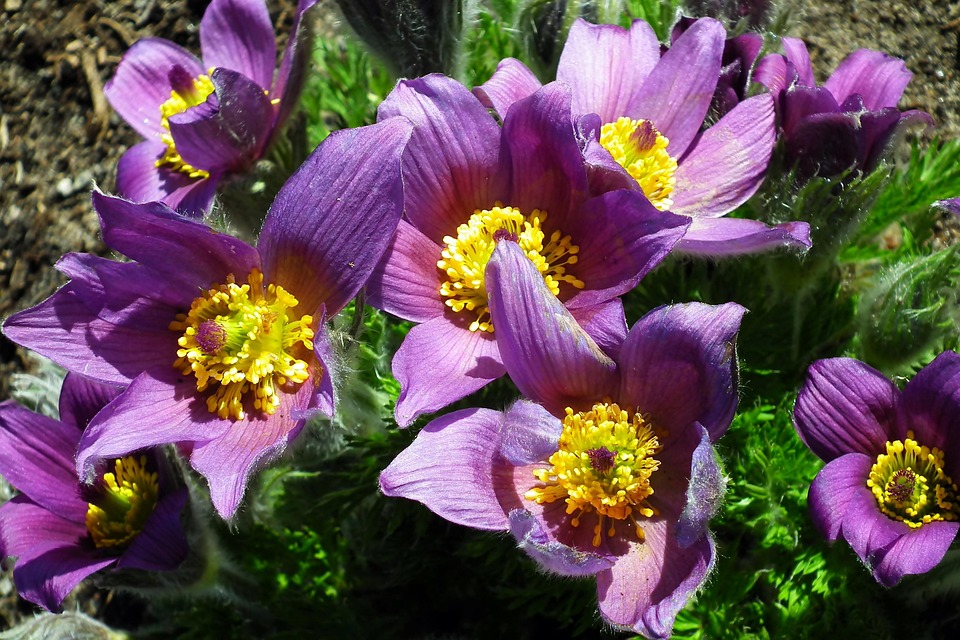Sasanki Flowers Spring - Free photo on Pixabay