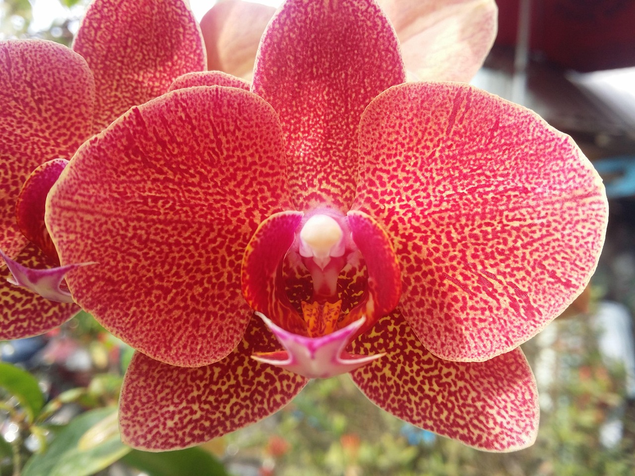 Orchidée Nature - Photo gratuite sur Pixabay - Pixabay
