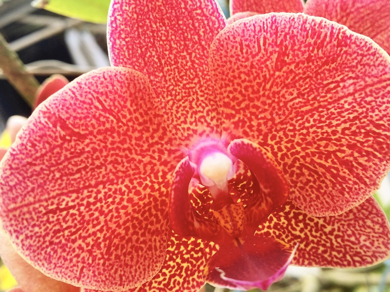Ensoleillement Orchidée - Photo gratuite sur Pixabay - Pixabay