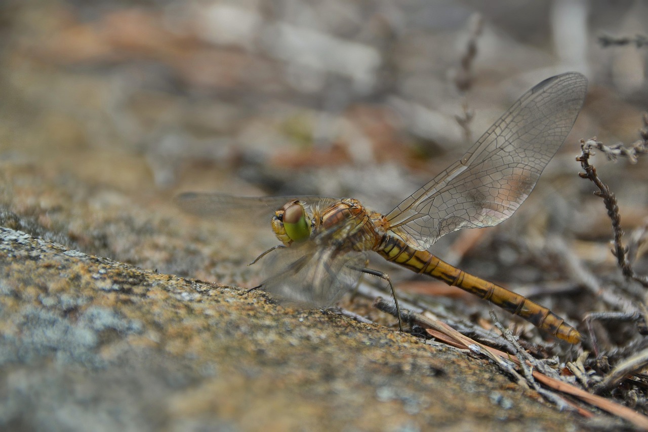 Libelle Makro Schweden - Kostenloses Foto auf Pixabay - Pixabay