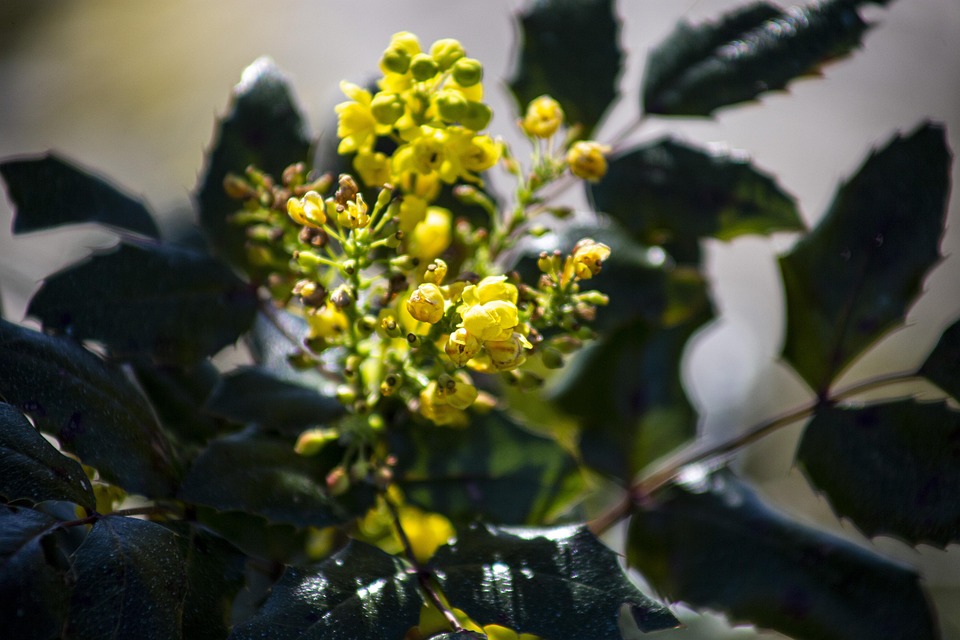Flower Sommer Summer - Free photo on Pixabay - Pixabay