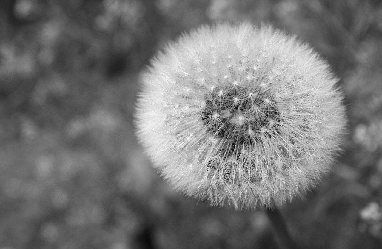 Más de 300 imágenes gratis de Centimeter Zwart Wit y Regla - Pixabay