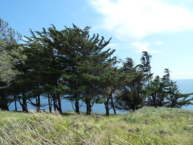 Beach Tree Nature - Free photo on Pixabay
