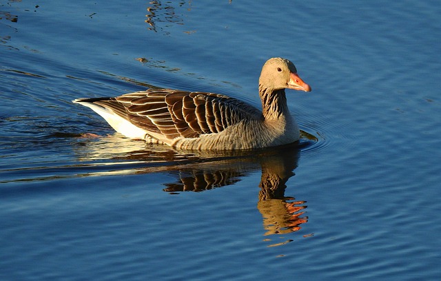 Ganso Ave Acuática Animal Fauna - Foto gratis en Pixabay - Pixabay