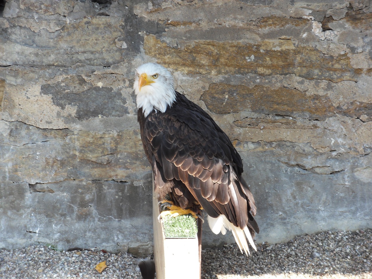 Adler Burg Guttenberg - Kostenloses Foto auf Pixabay - Pixabay