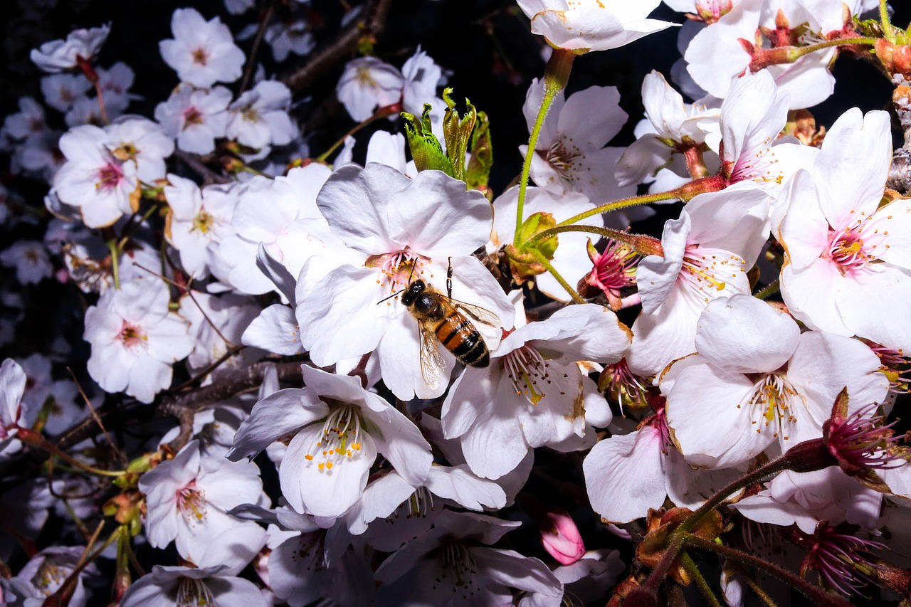 Cherry Blossom Bee Spring - Free photo on Pixabay - Pixabay