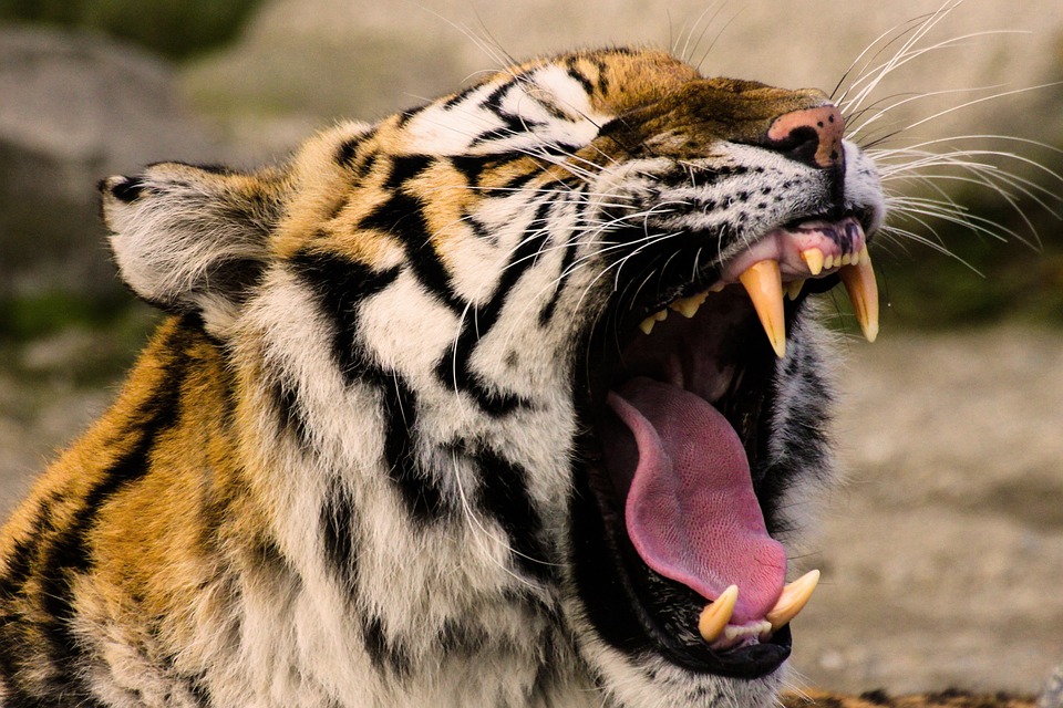 Animal Tigre Gros Chat - Photo gratuite sur Pixabay - Pixabay