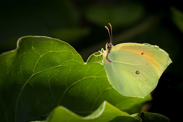 Brimstone Butterfly Yellow - Free photo on Pixabay - Pixabay