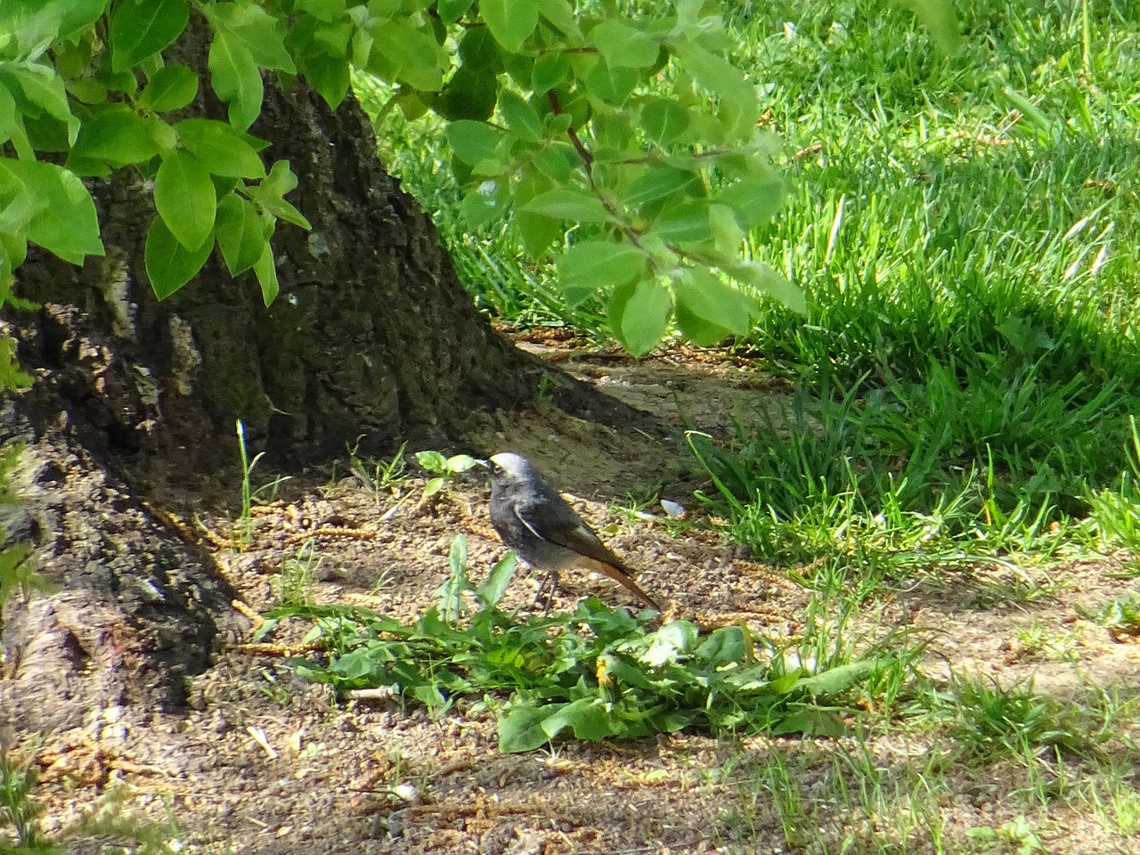 Pájaro De Jardín Naturaleza - Foto gratis en Pixabay