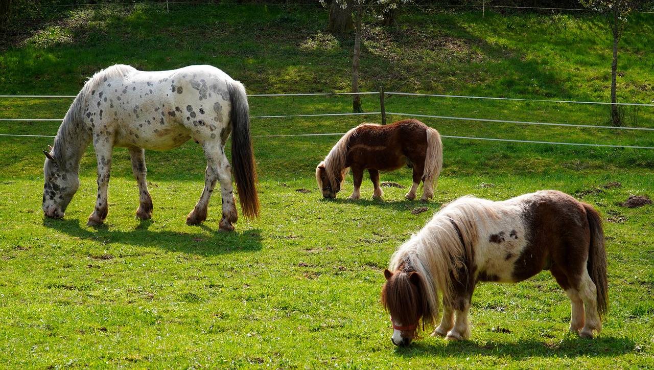 Horses Pony Landscape - Free photo on Pixabay - Pixabay